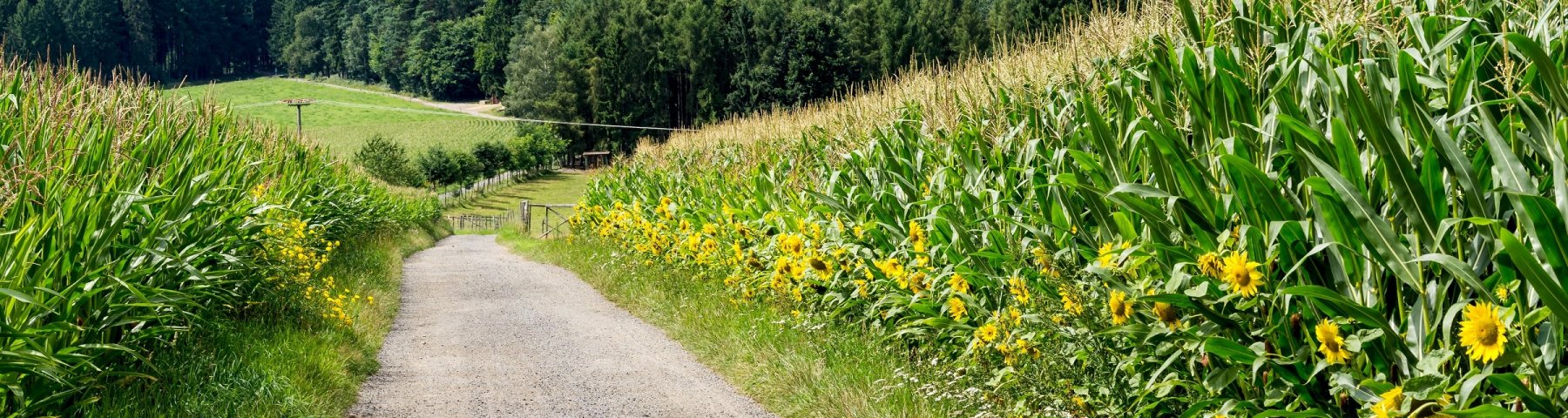 Wandern/Radfahren | Stadt Oberzent